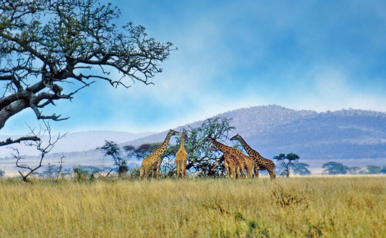 Sustainable holiday destinations: Kenya - Blue and Green Tomorrow