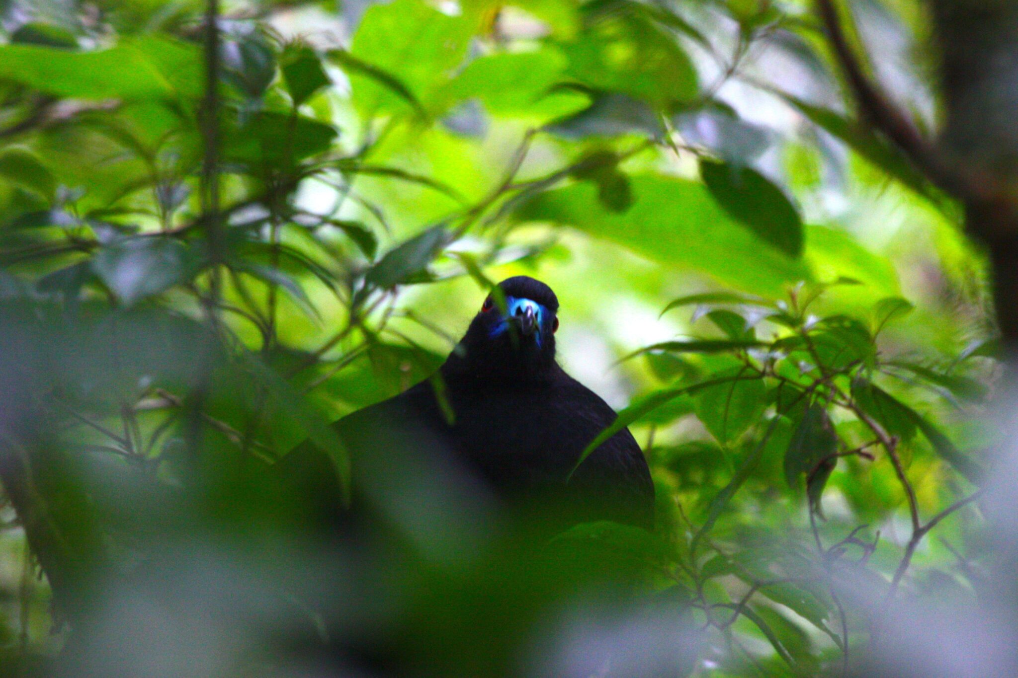Pura Vida! Costa Rica, where life is so sweet - Blue and Green Tomorrow