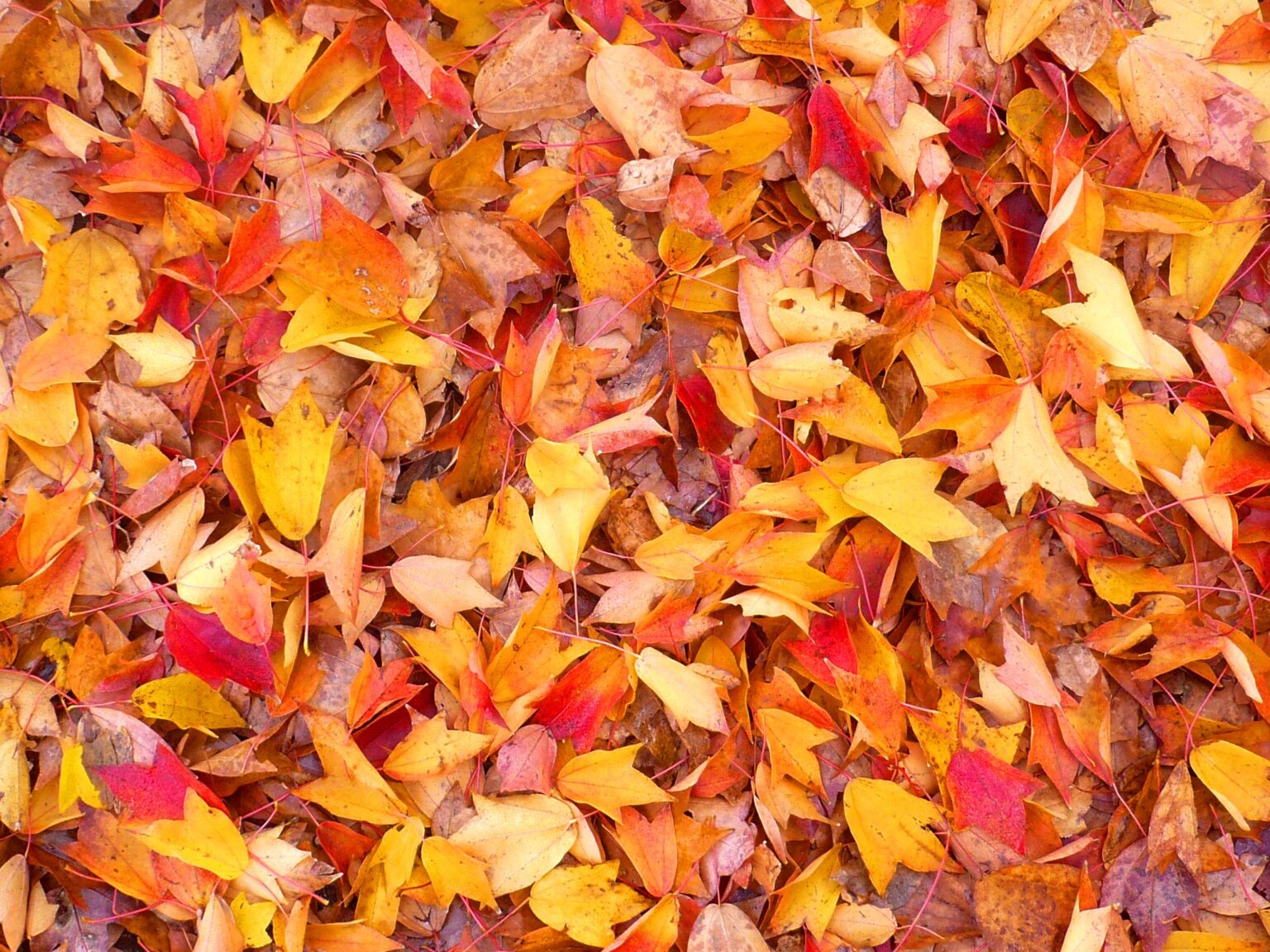 Introducing: Sustainable September - Blue and Green Tomorrow