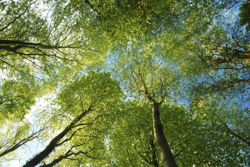 The nature of investing - Blue and Green Tomorrow