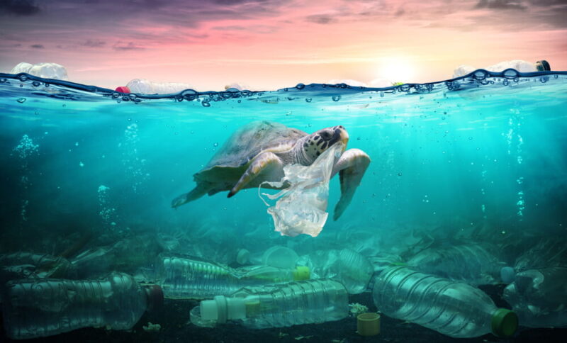 10 Steps to Save the Planet By Creating Healthy Oceans