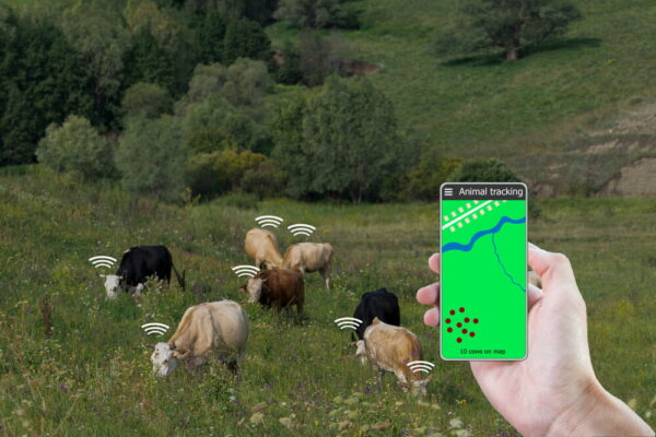 Cattle Tracking Tips While Running an Eco-Friendly Homestead