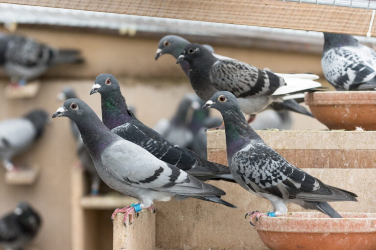 Humane Pigeons Pest Control Tips Environmentalists Can Follow